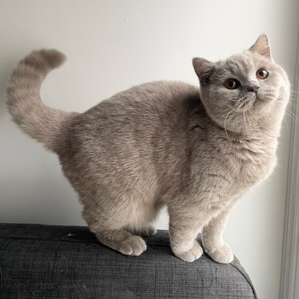 Welcome, Sky! – EsteLuna British Cats