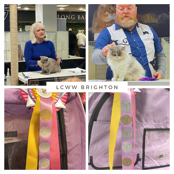 LCWW Brighton Show – 12 February 2023 – EsteLuna British Cats