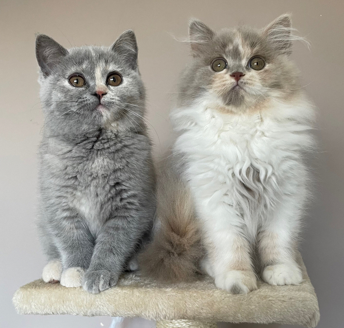 EsteLuna British Cats – Ethical British Shorthair & Longhair Breeder