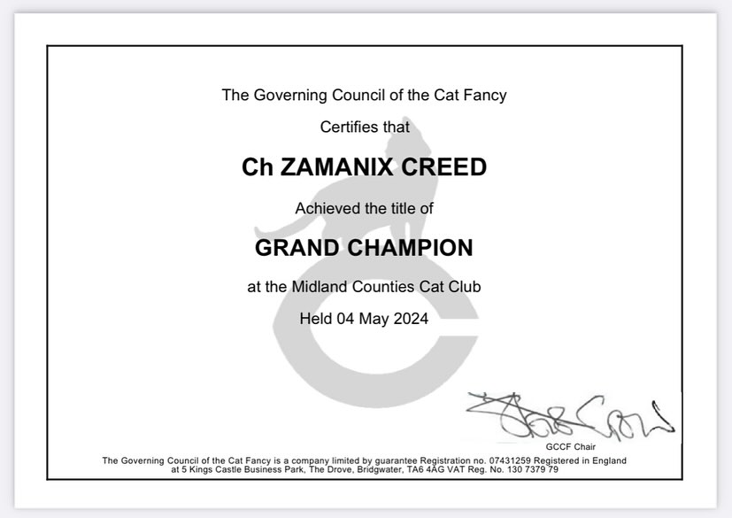 Creed is a Grand Champion! – EsteLuna British Cats