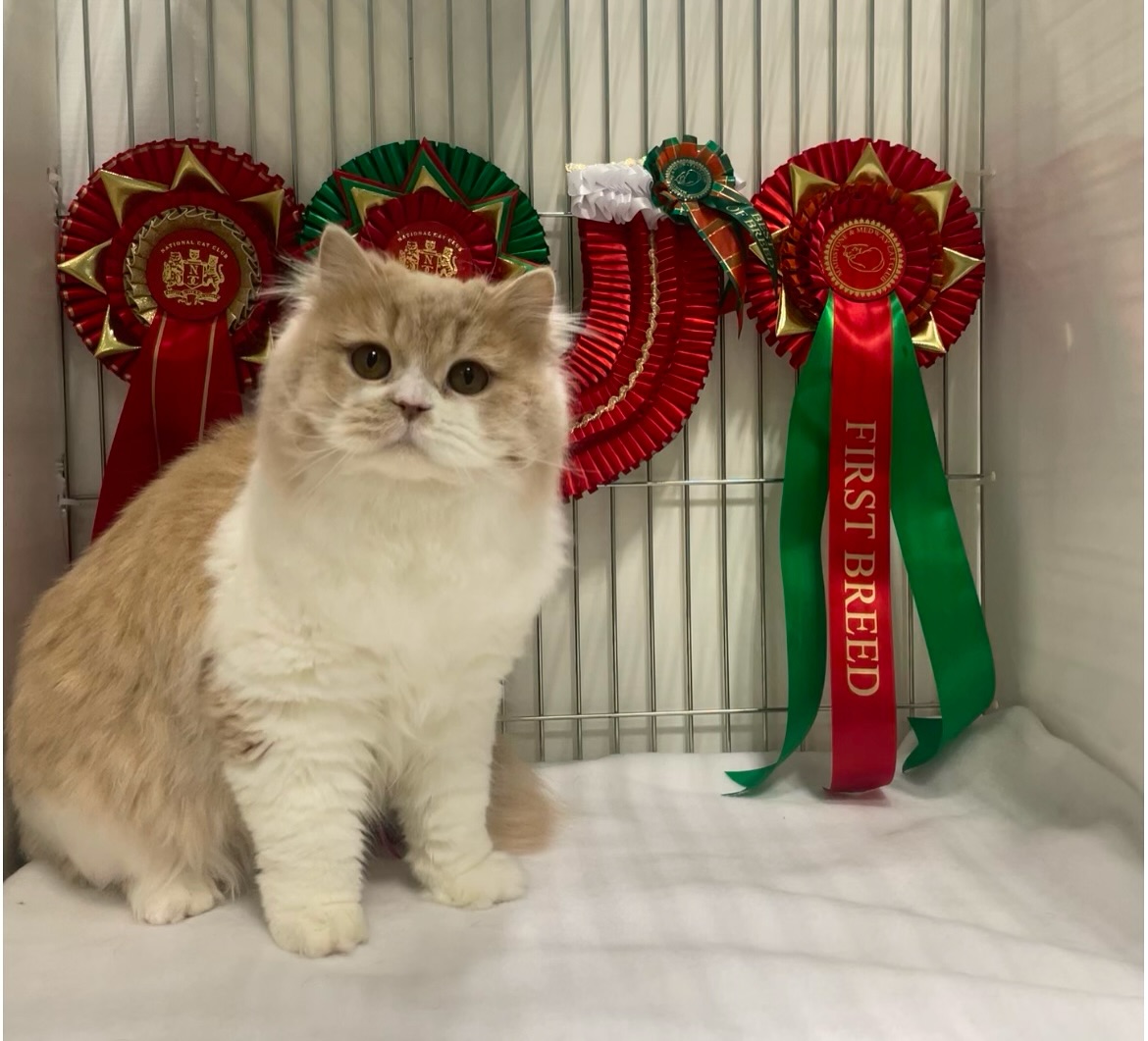 Maidstone & Medway / National CC Show – EsteLuna British Cats