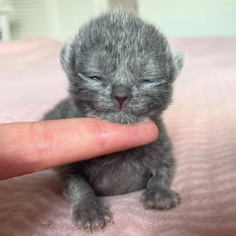 British Shorthair and British Longhair Kitten Availability – EsteLuna ...
